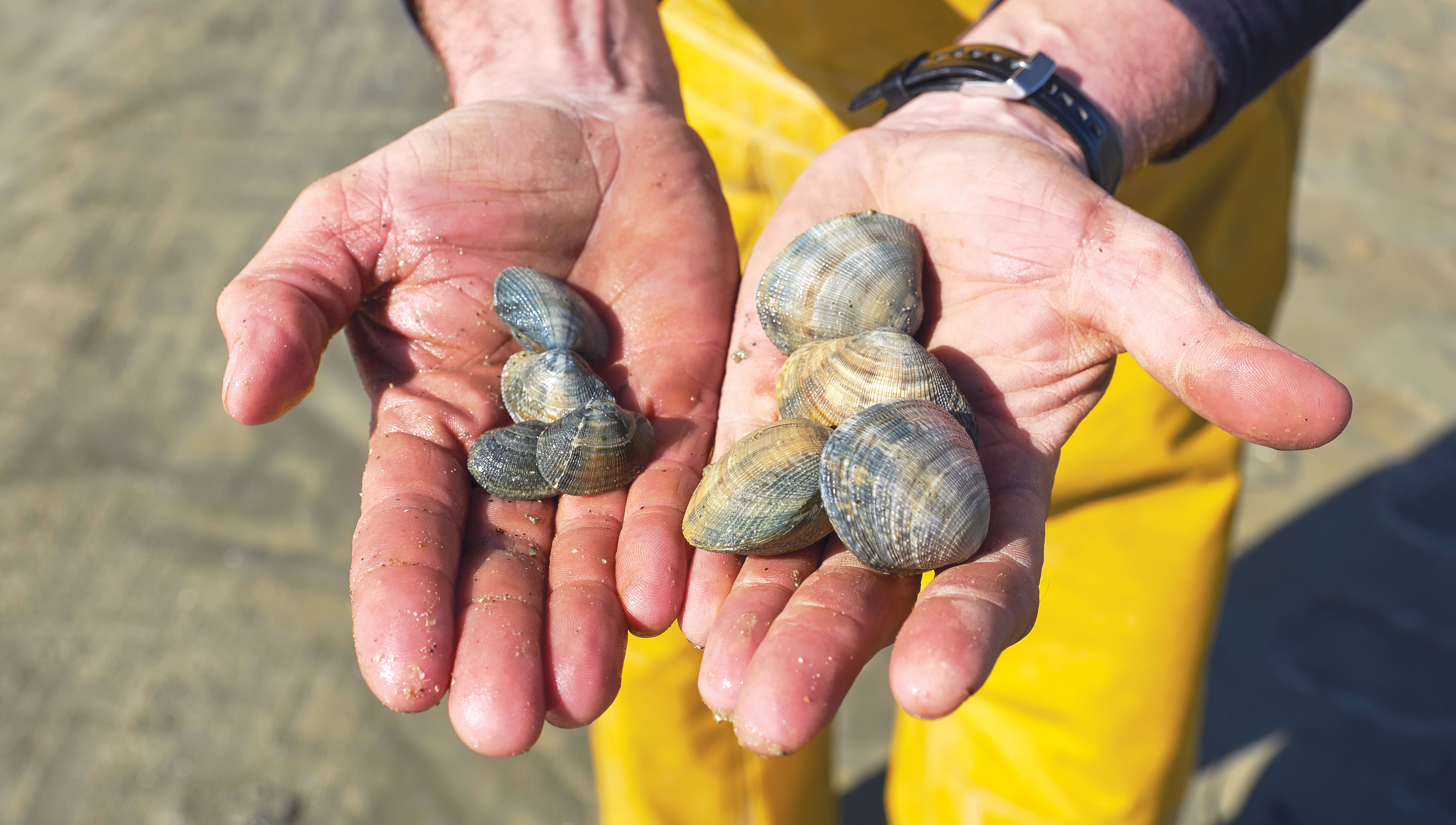 Nos palourdes - Satmar